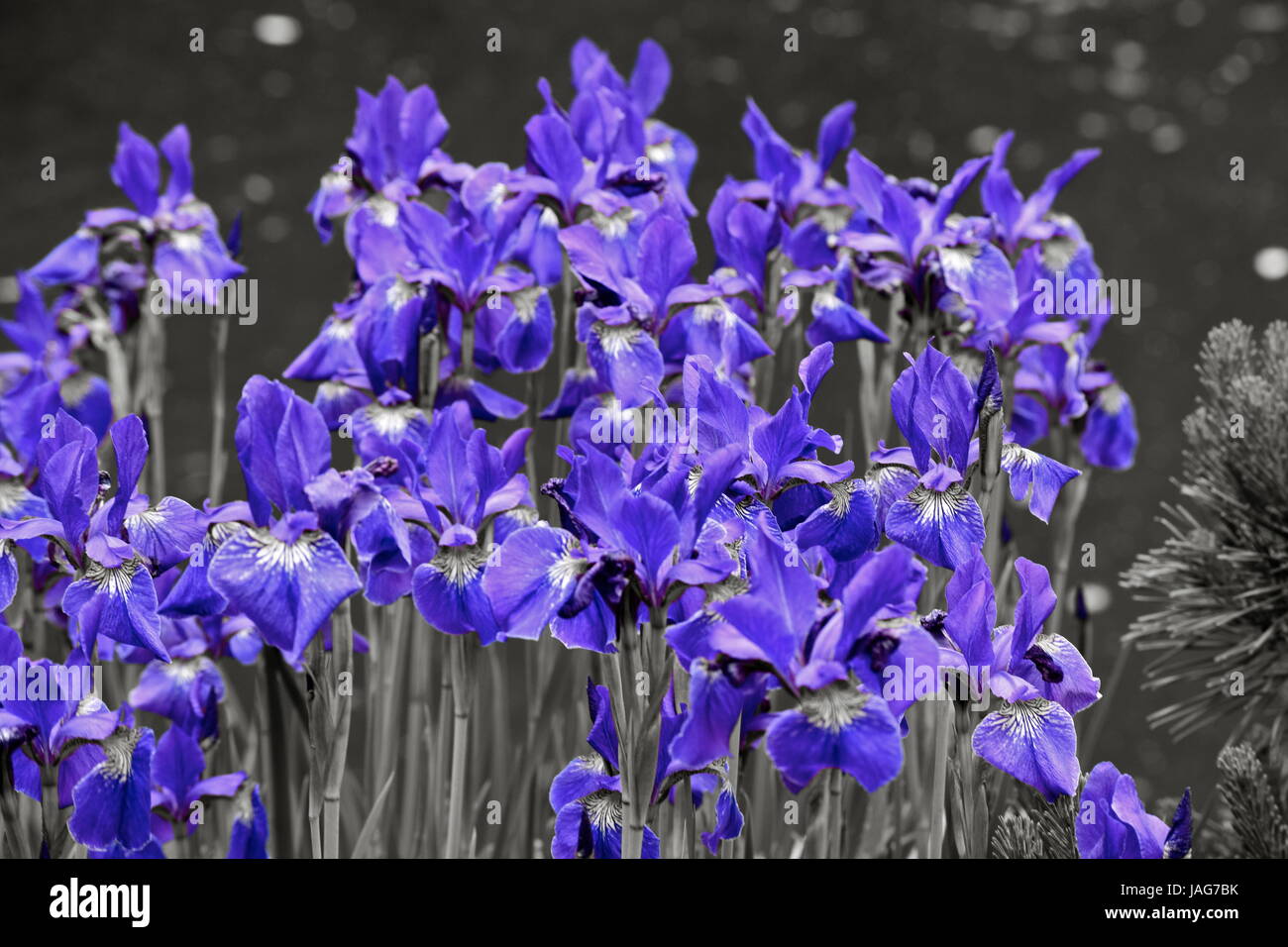 This is a picture of flowers with selective coloring Stock Photo - Alamy