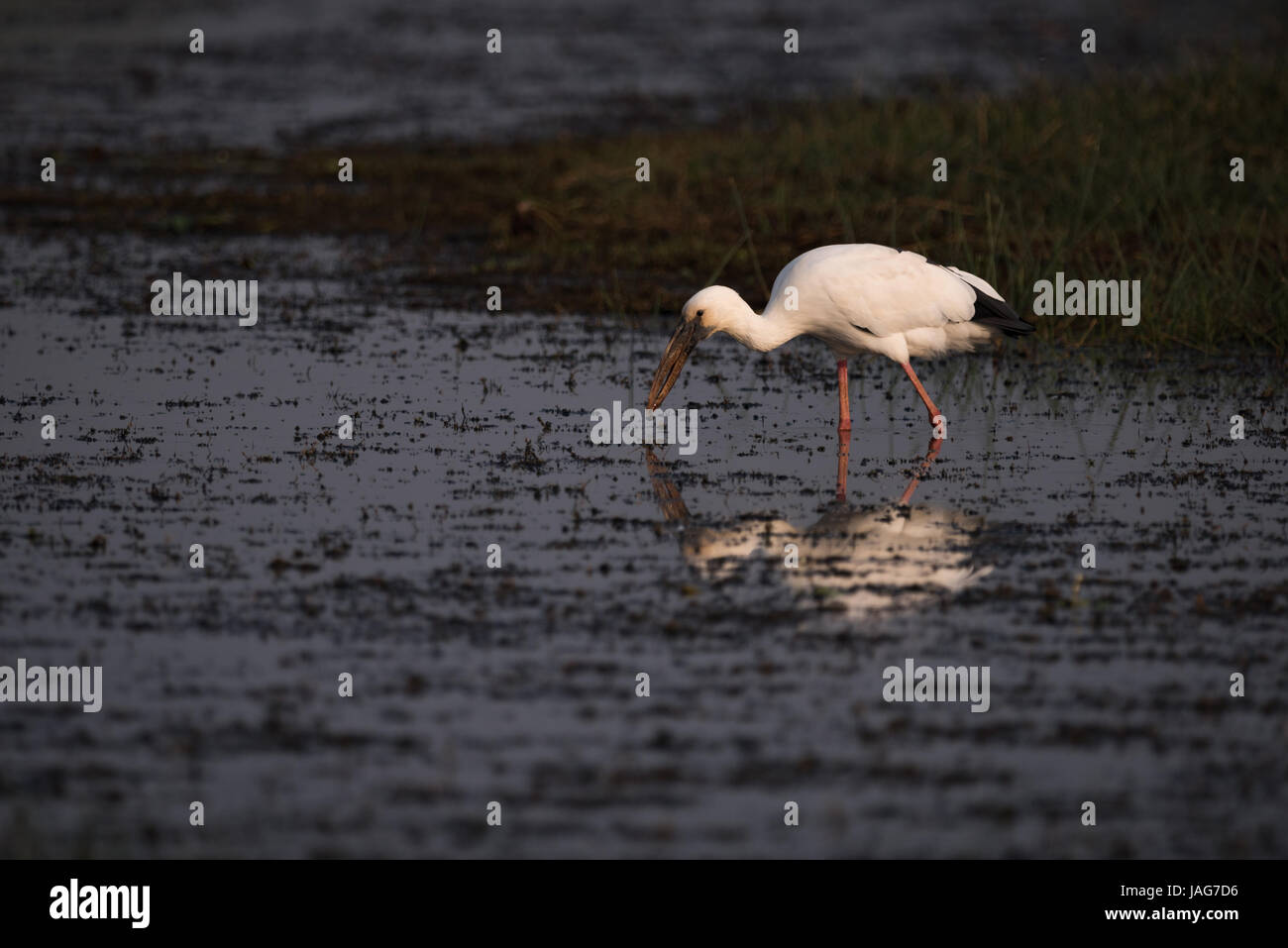 Hunts in shallow water hi-res stock photography and images - Alamy