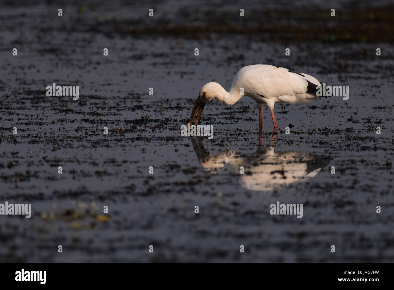 Asian open-billed stork with beak in water Stock Photo - Alamy