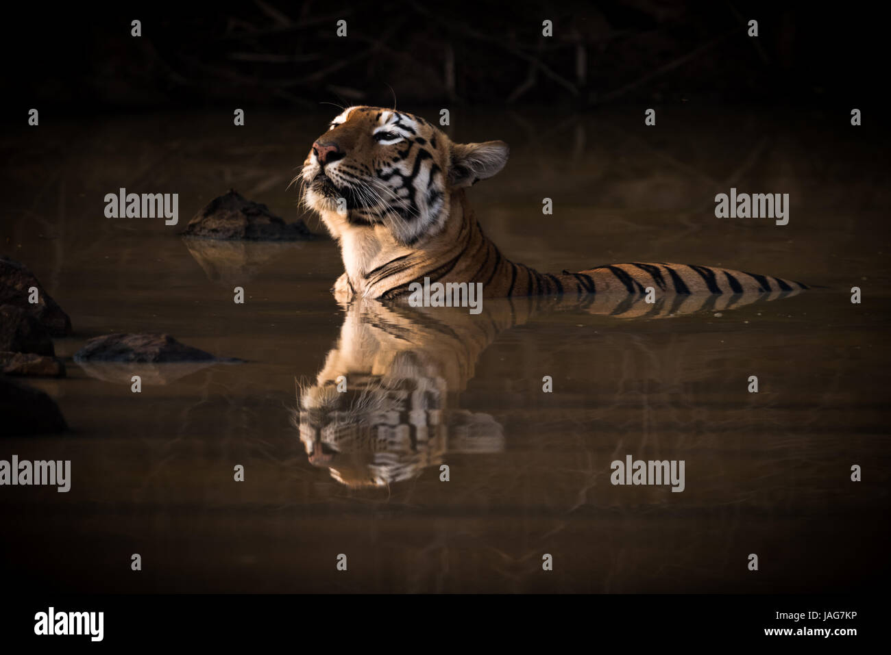 Bengal tiger lifts head in water hole Stock Photo - Alamy