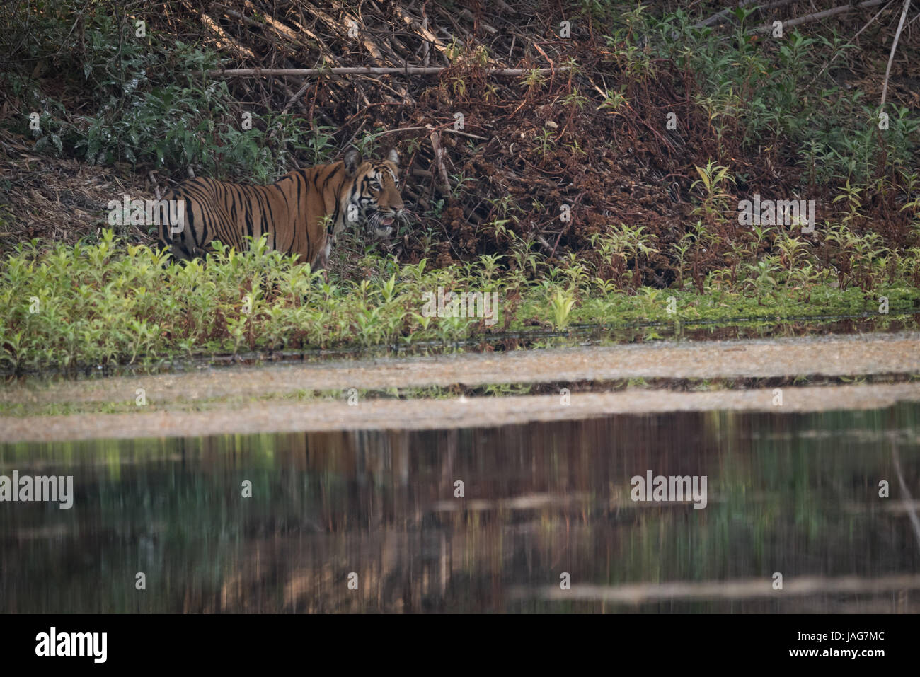 Bengal tiger looks out over smooth water Stock Photo - Alamy