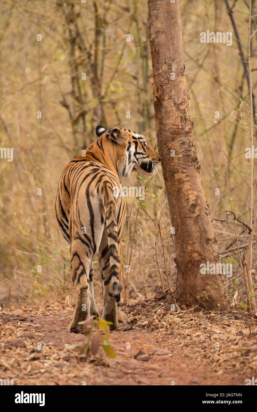 Bengal tiger sniffs tree on woodland track Stock Photo - Alamy
