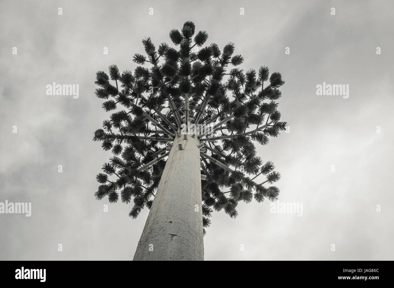 telecommunication tower arial disguised as tree Stock Photo - Alamy