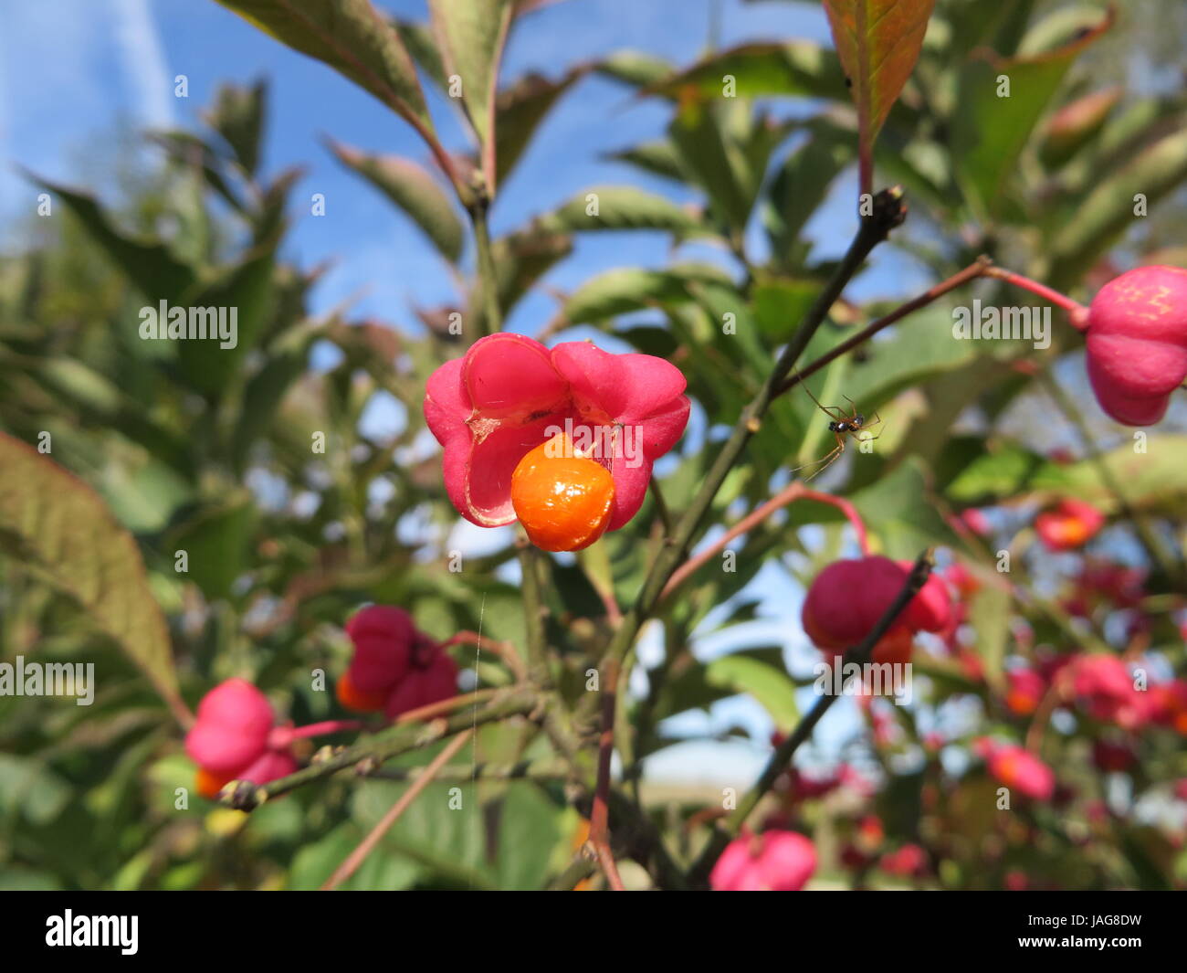 euonymus - euonymus europaeus Stock Photo - Alamy