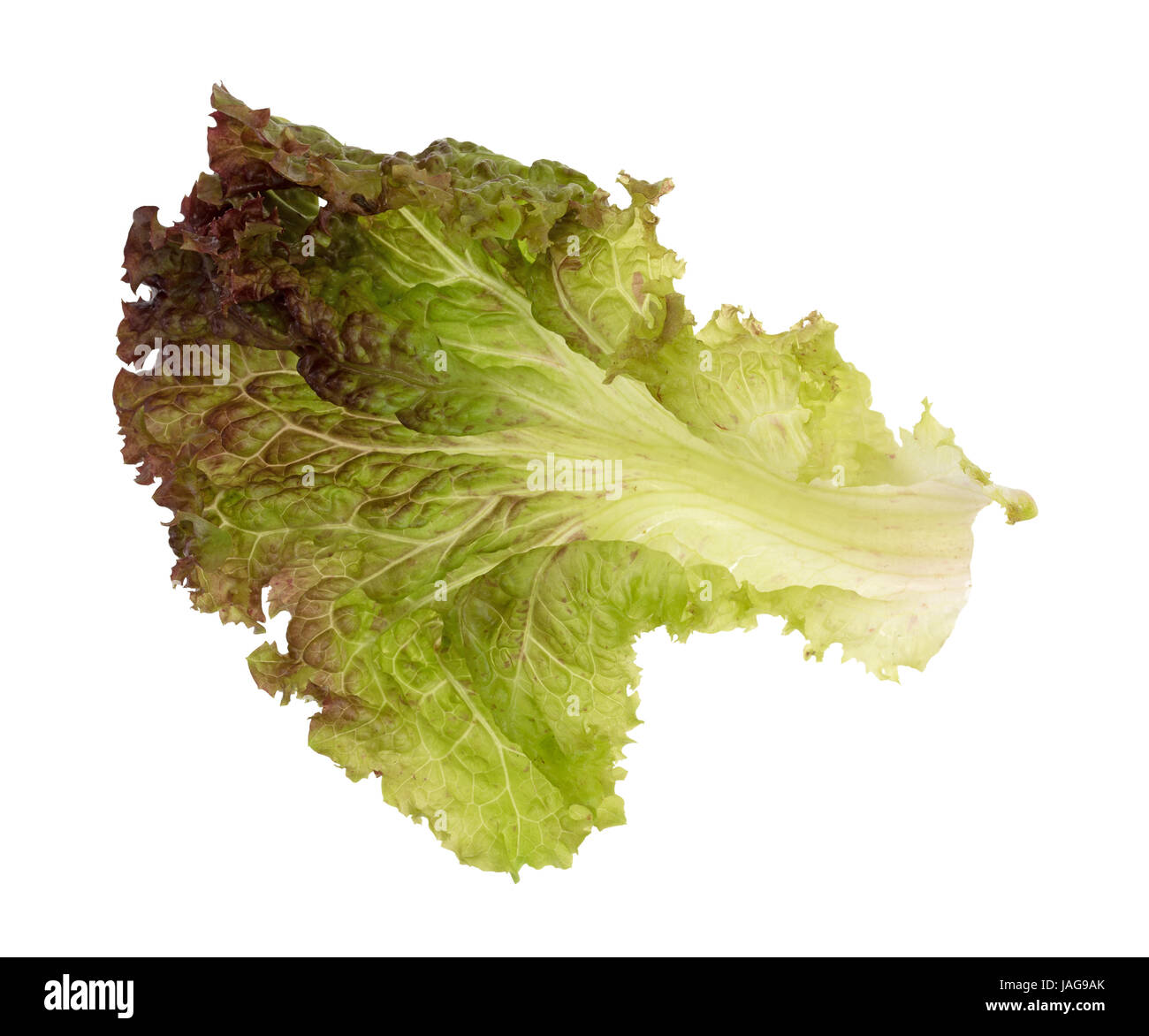 A single leaf of red lettuce isolated on a white background Stock Photo ...