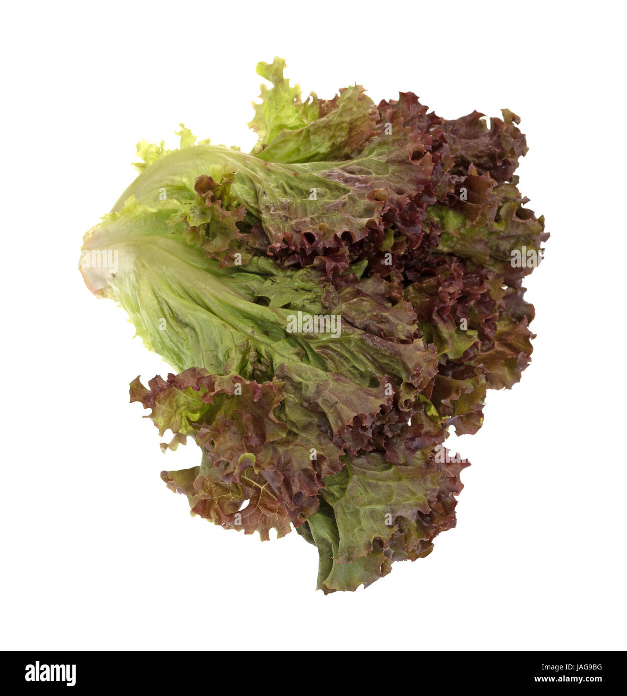 A bunch of red leaf lettuce side view isolated on a white background ...