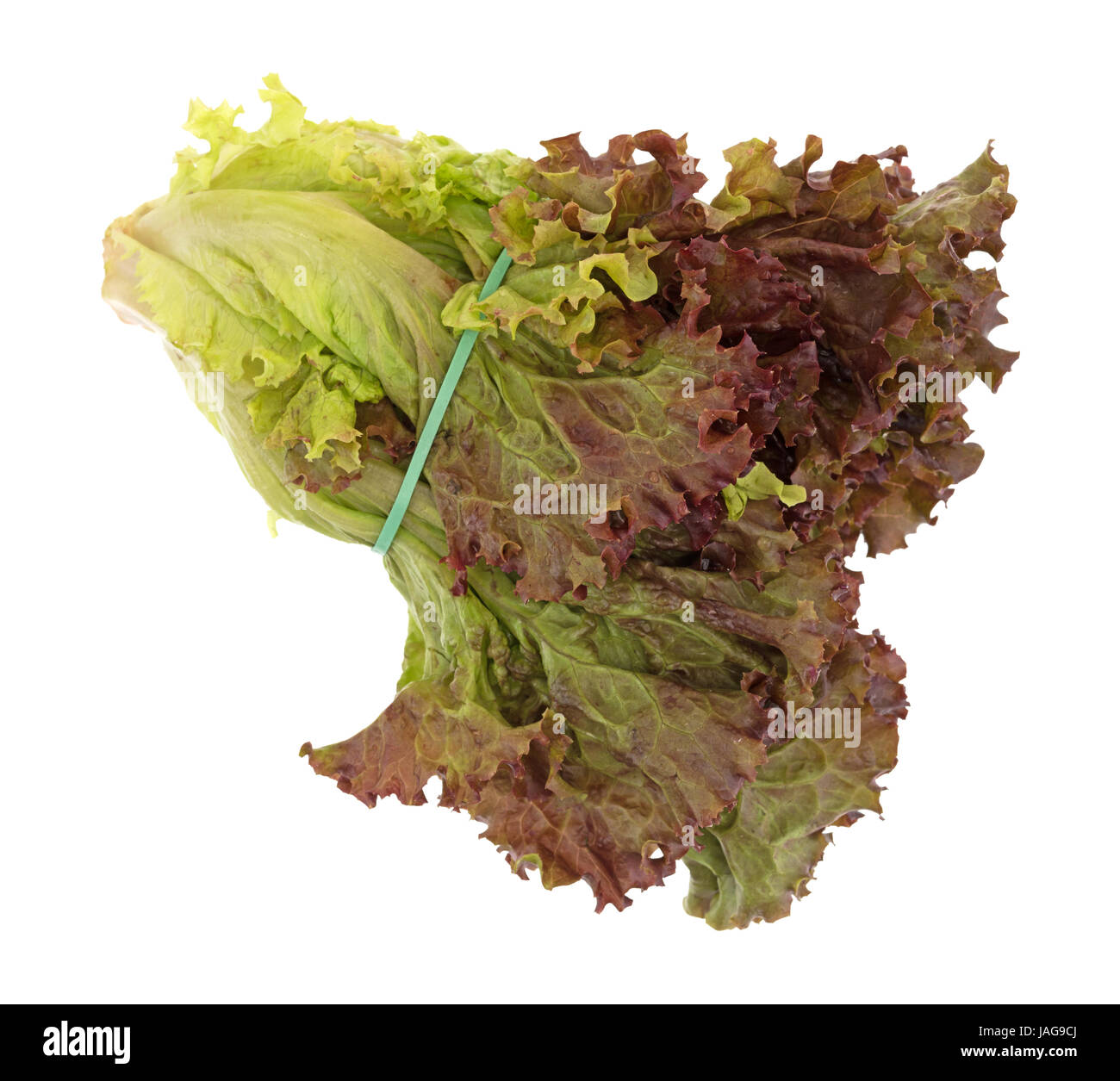 Red Leaf Lettuce Types Name