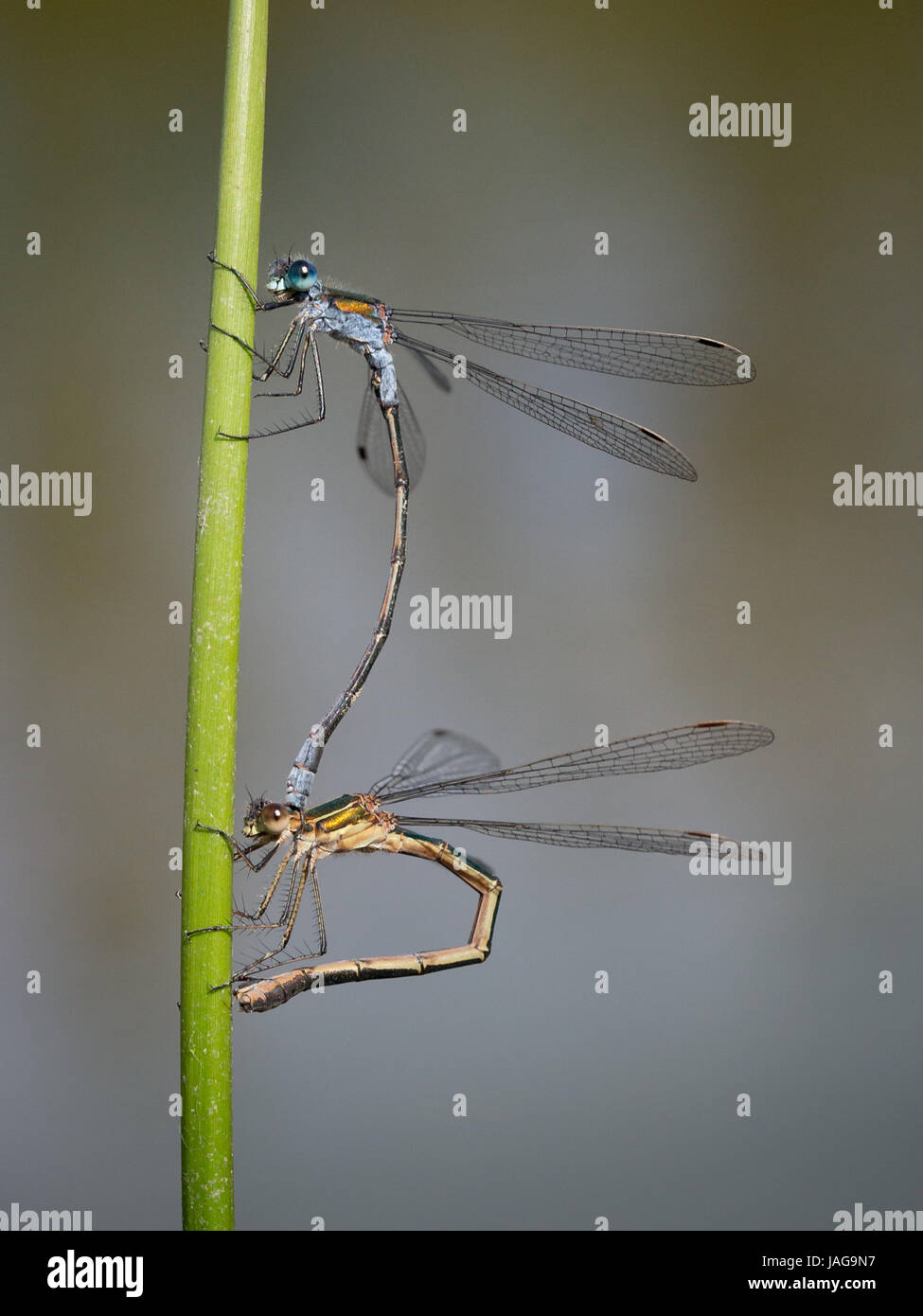 Mating position hi-res stock photography and images - Alamy