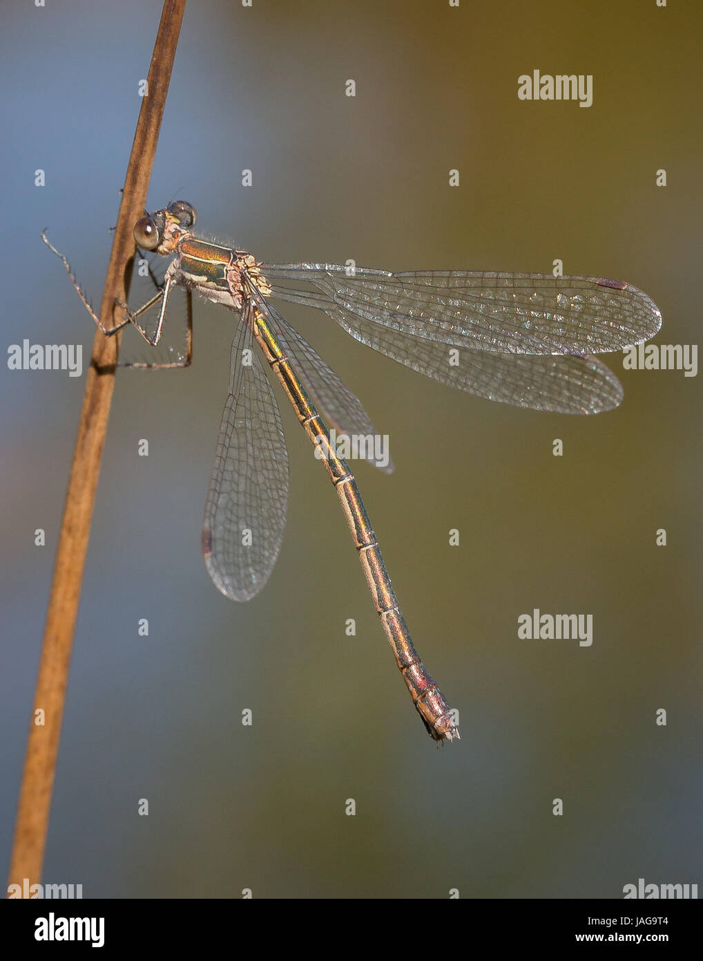 Emerald Damselfly immature female bronze form (lestes sponsa Stock ...