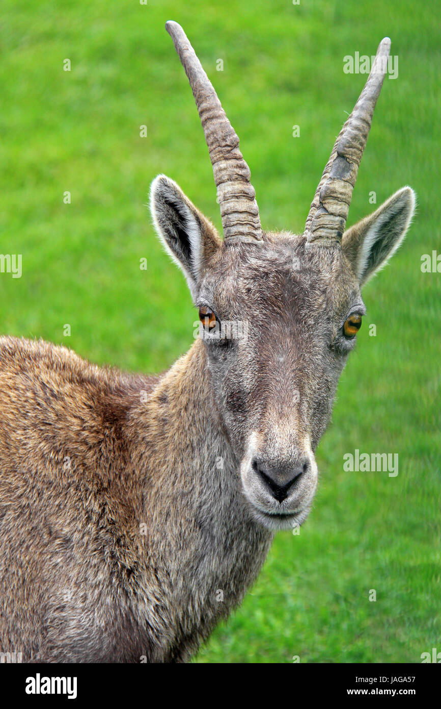 Female capricorn hi-res stock photography and images - Alamy