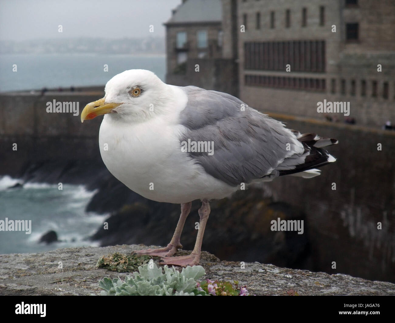 seagull at Saint-Malo, a port city in northwestern France Stock Photo ...