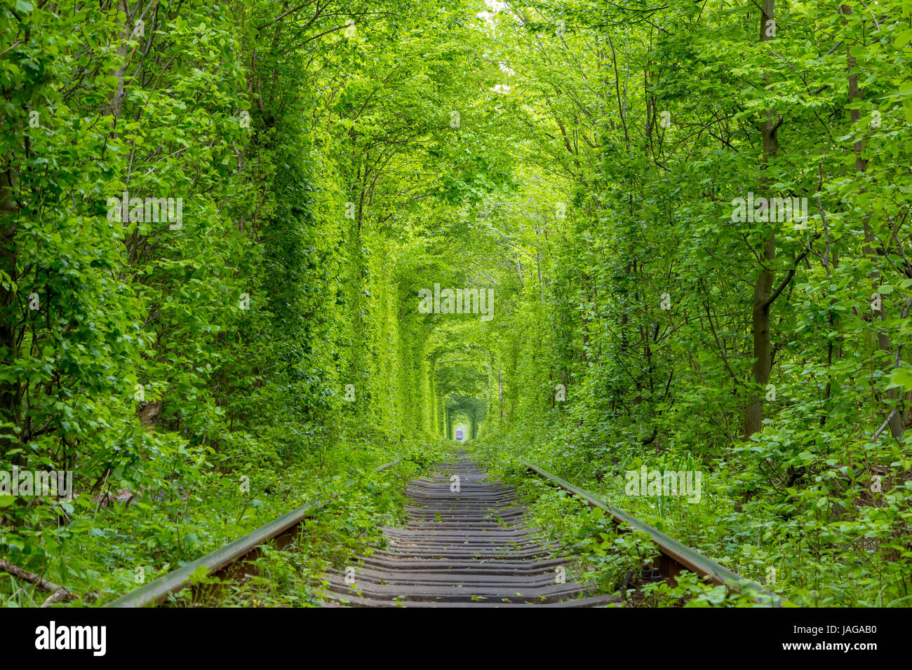 Railway runs through forest hi-res stock photography and images - Alamy