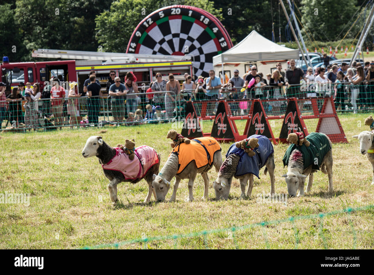 Sheep jumping hi-res stock photography and images - Alamy