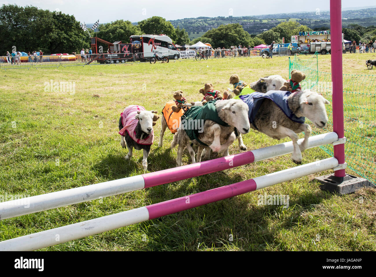 Sheep jumping hi-res stock photography and images - Alamy