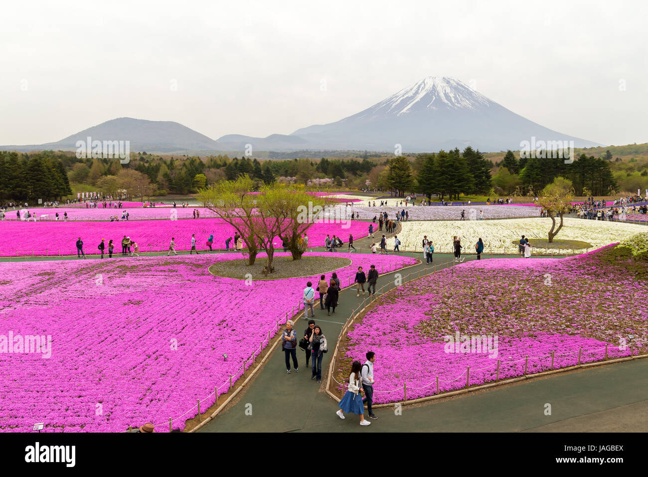 Fuji shibazakura festival hi-res stock photography and images - Alamy