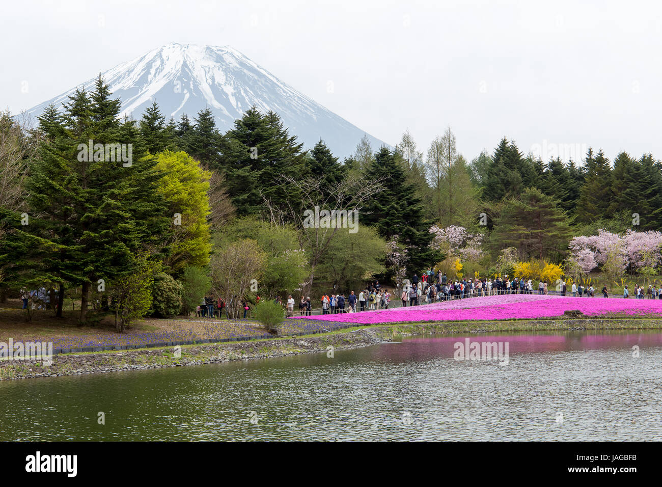 Flower show Fuji Shiba-sakura Festival, Japan Stock Photo - Alamy