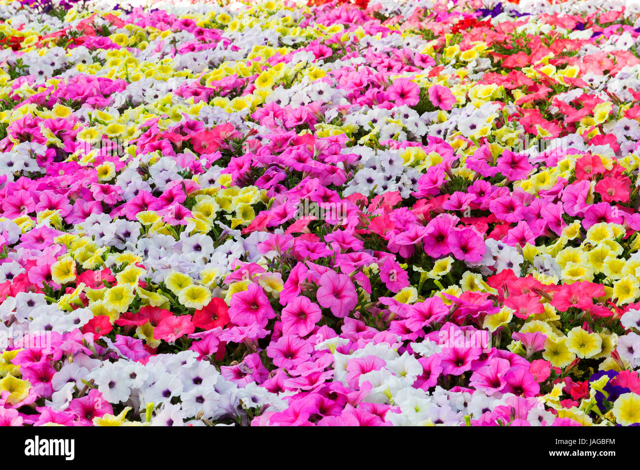 Festival of sakura hi-res stock photography and images - Alamy