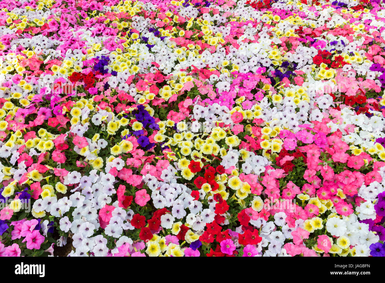 Festival of sakura hi-res stock photography and images - Alamy