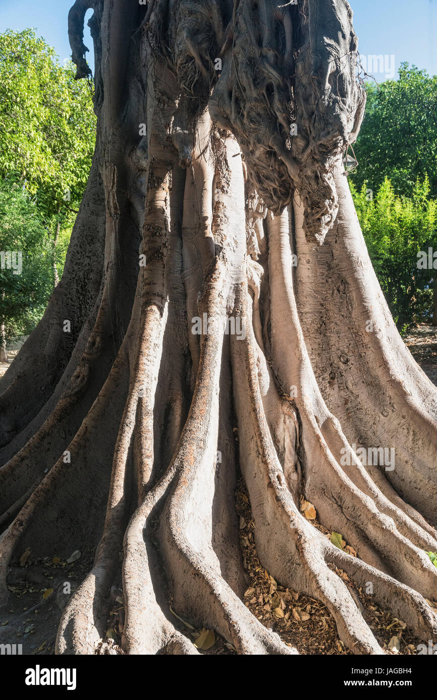 Sevilla (Andalucia, Spain): old big tree in the park near the Alcazar ...
