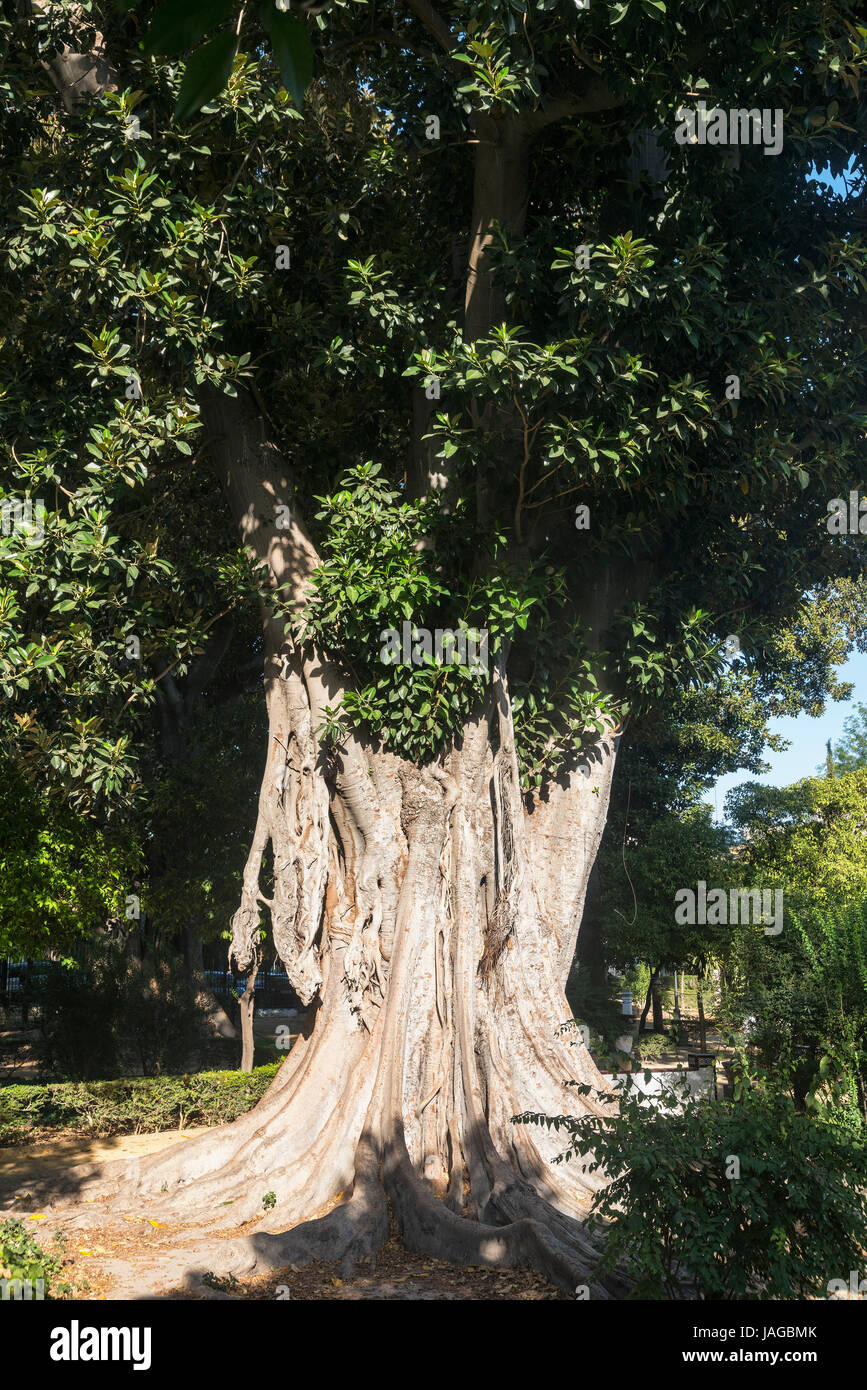 Sevilla (Andalucia, Spain): old big tree in the park neat the Alcazar ...