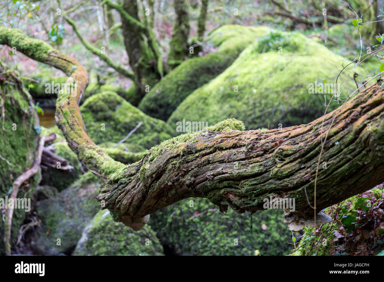 Mossy rocks, boulders and trees. Waterfalls at Becky Falls, Dartmoor ...