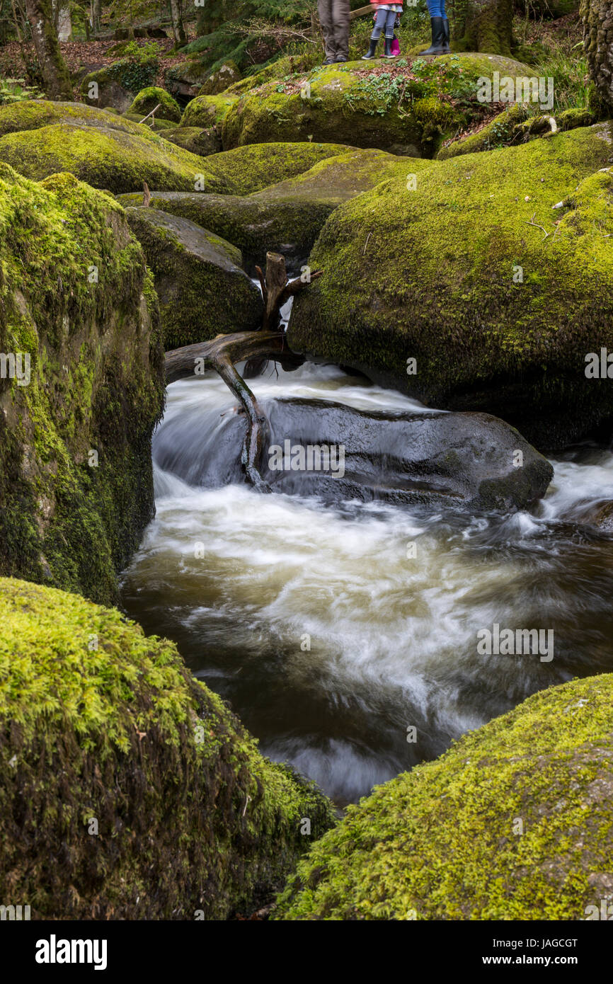 Mossy rocks, boulders and trees. Waterfalls at Becky Falls, Dartmoor ...