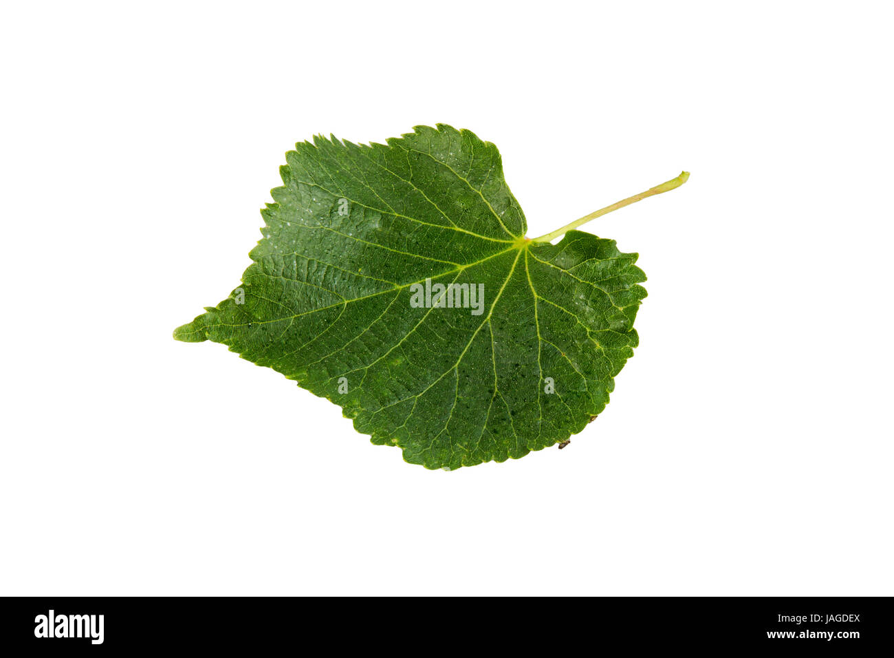 Linden leaf isolated on a white background Stock Photo - Alamy