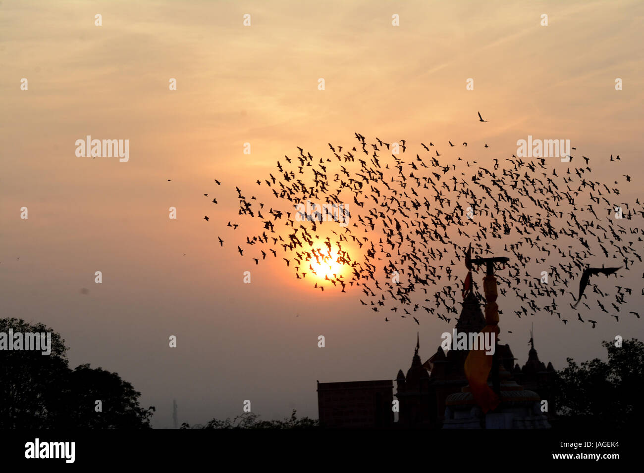 FLOCKING BEHAVIOR IN BIRDSreserved Stock Photo - Alamy