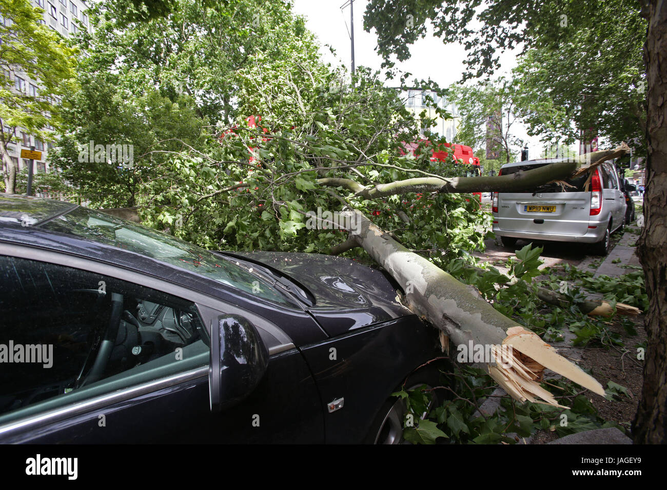 Branches of a tree on a car and bus hi-res stock photography and images ...