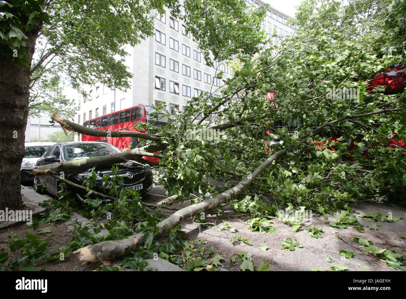 Branches of a tree on a car and bus, in Waterloo, London, following ...