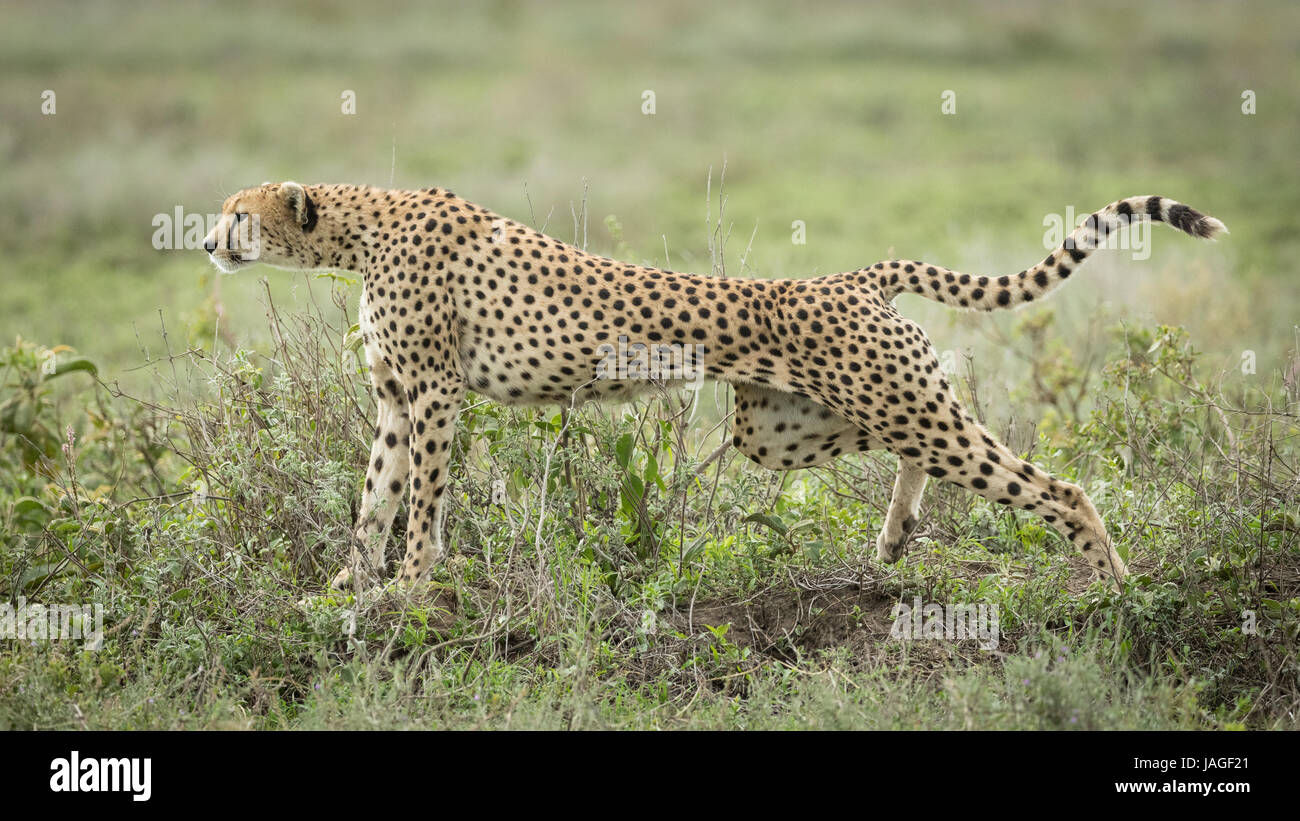 Female adult Cheetah stretching after a rain in the Serengeti National ...