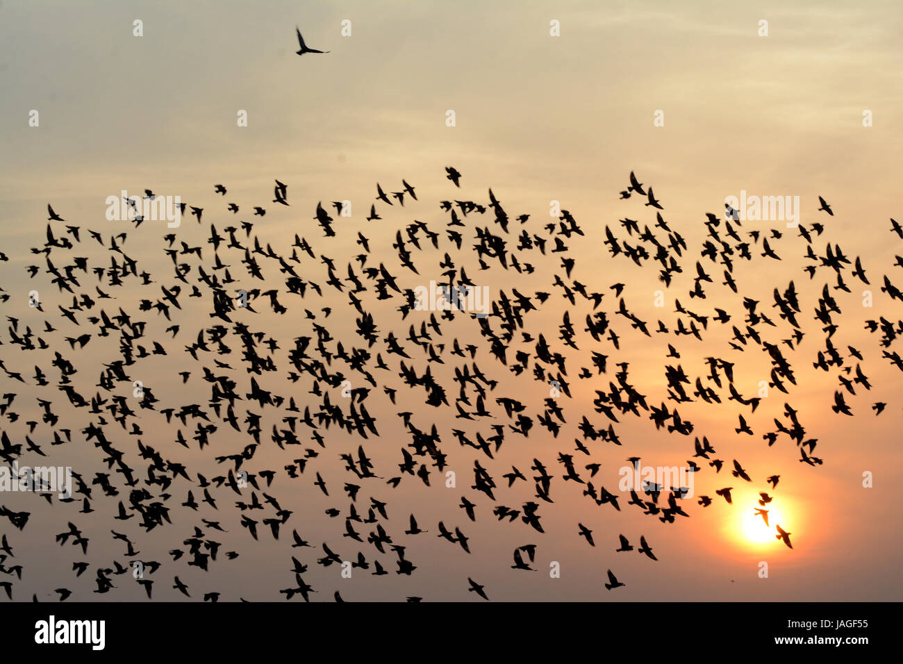 FLOCKING BEHAVIOR IN BIRDSreserved Stock Photo - Alamy