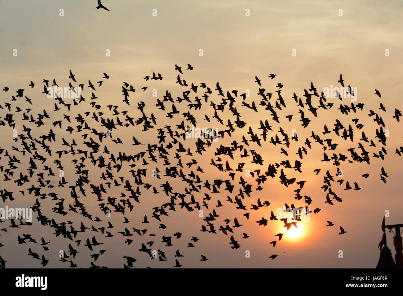 FLOCKING BEHAVIOR IN BIRDSreserved Stock Photo - Alamy