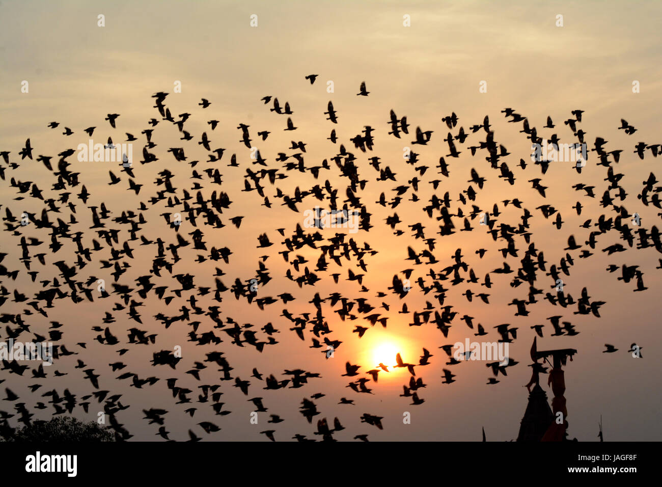 FLOCKING BEHAVIOR IN BIRDSreserved Stock Photo - Alamy