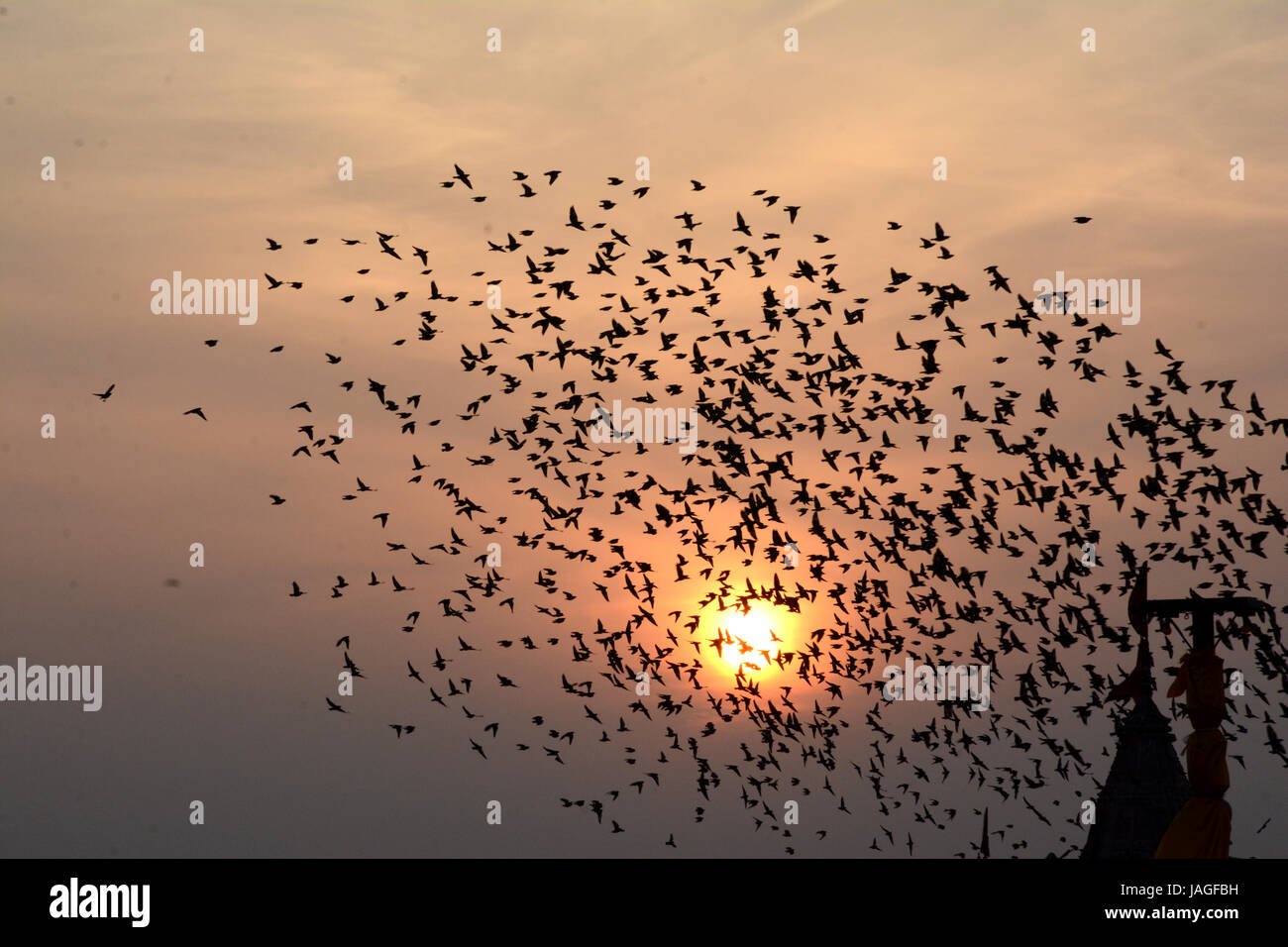 Flocking Birds High Resolution Stock Photography and Images - Alamy