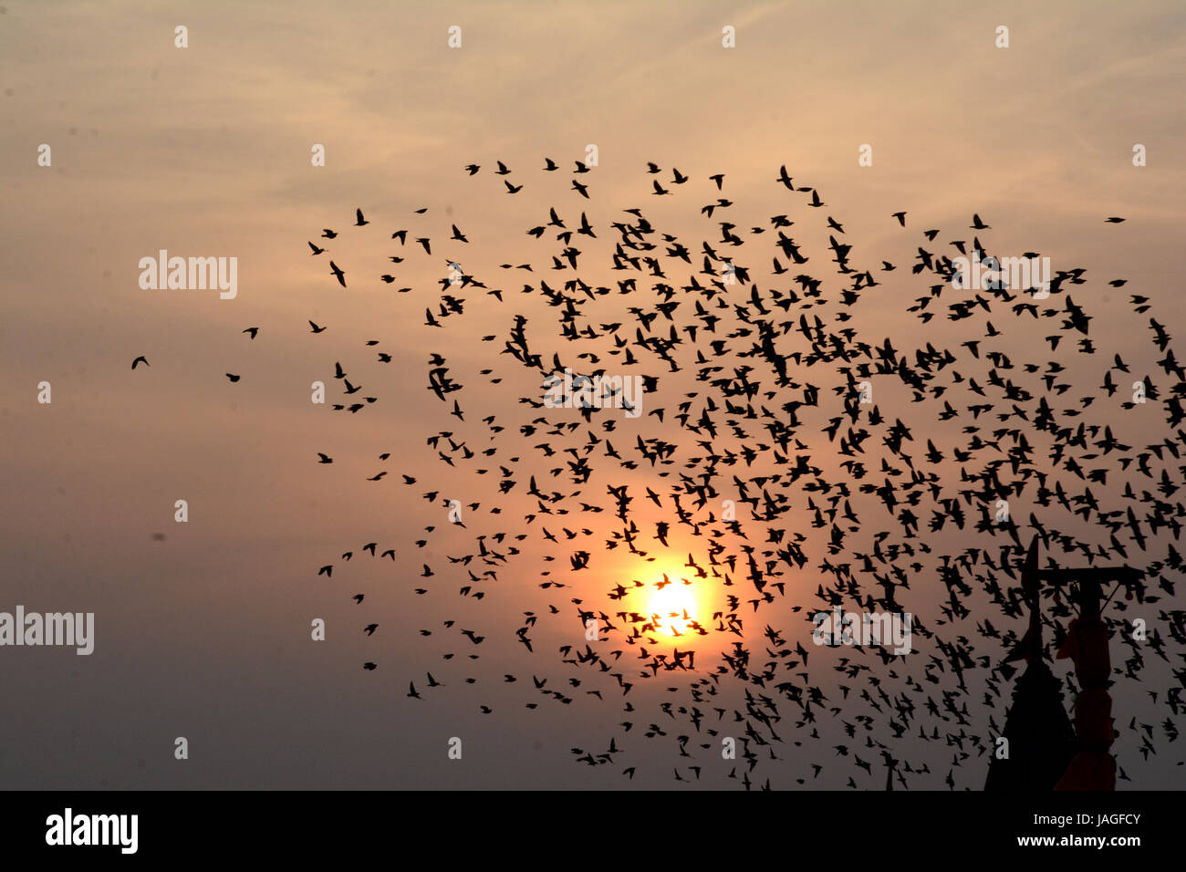 FLOCKING BEHAVIOR IN BIRDSreserved Stock Photo - Alamy