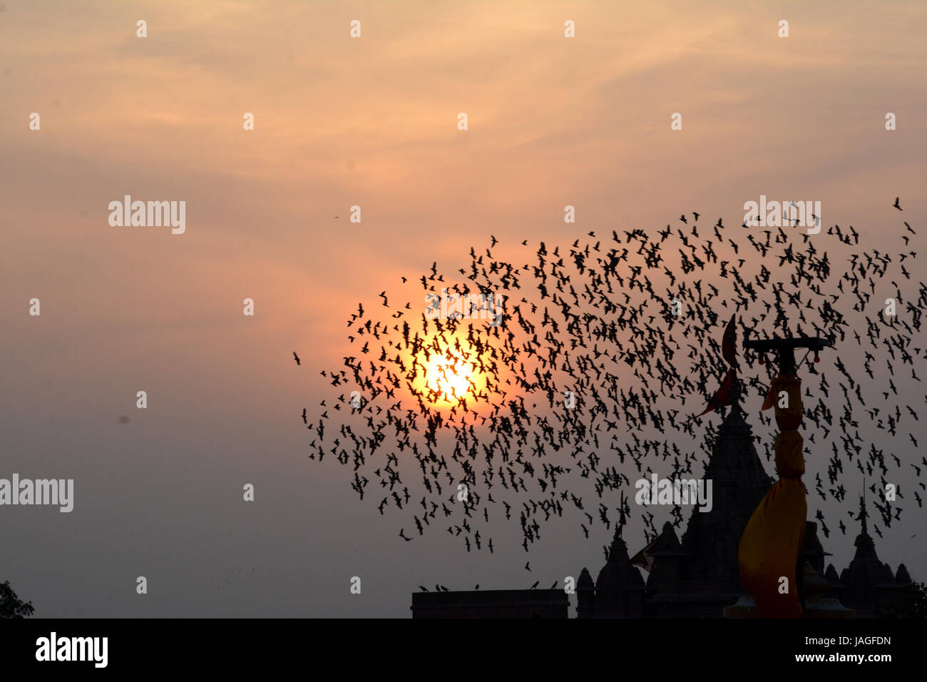 FLOCKING BEHAVIOR IN BIRDSreserved Stock Photo - Alamy