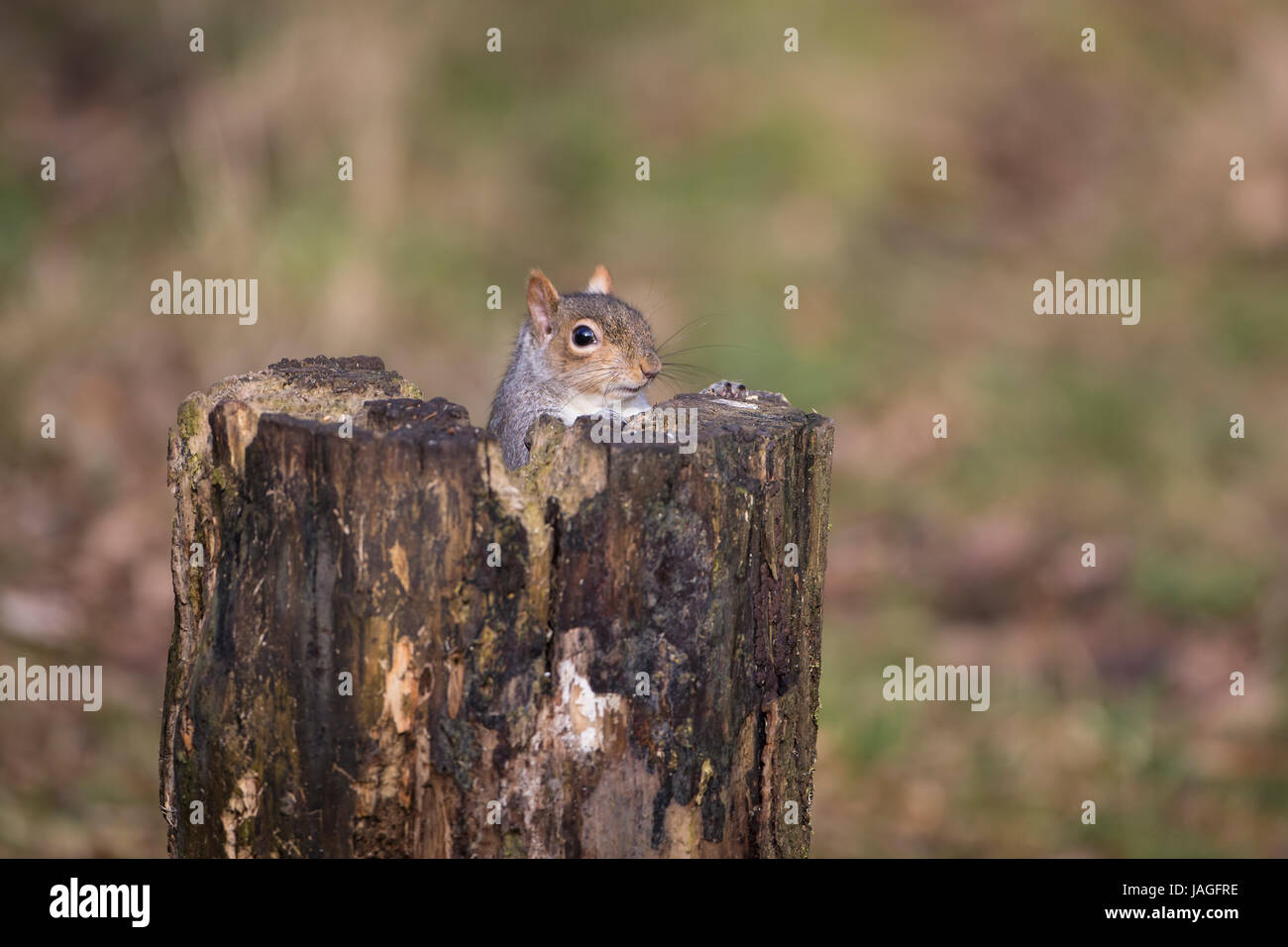Squirrel hiding behind tree hi-res stock photography and images - Alamy