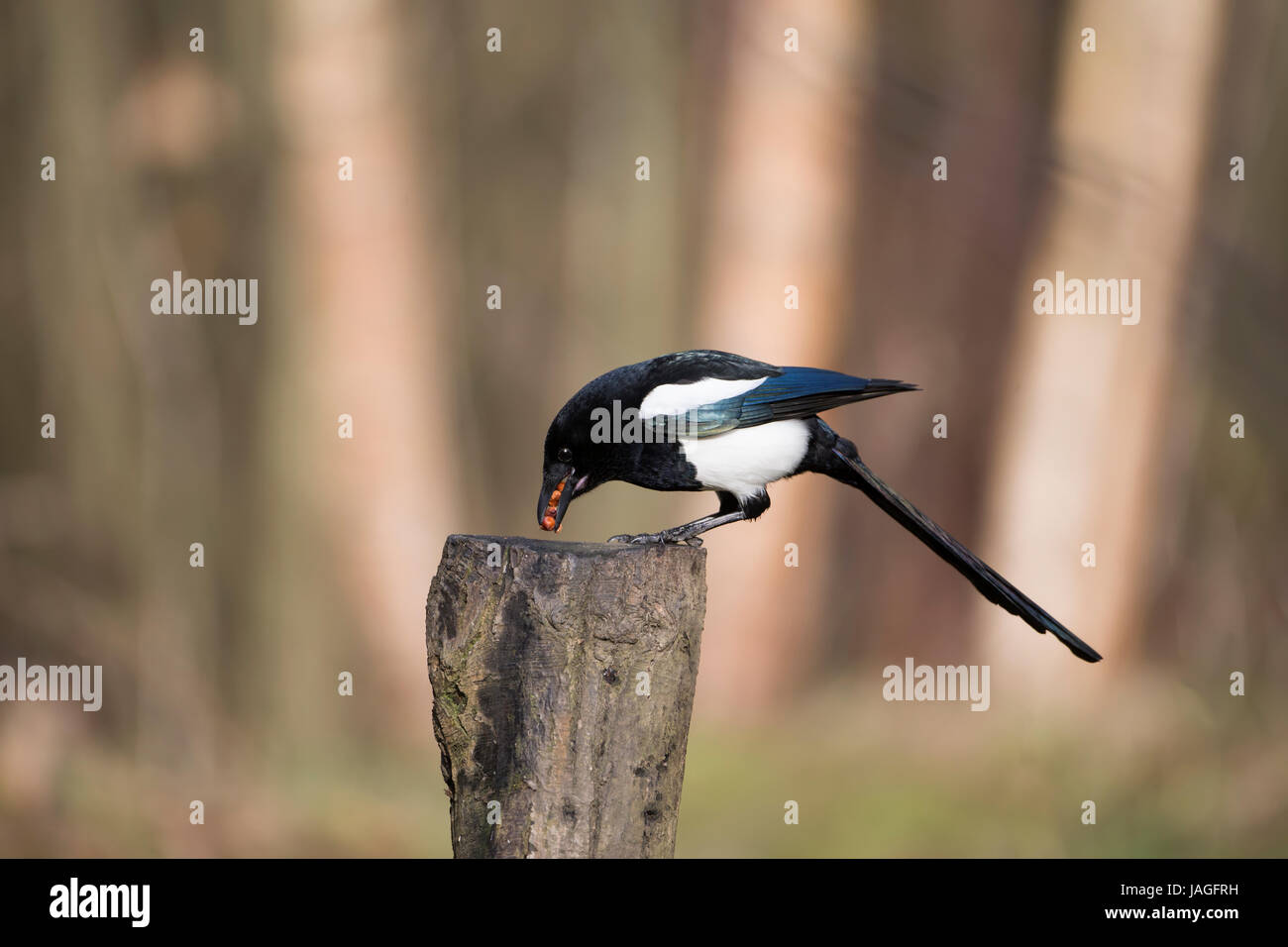Magpie peanuts hi-res stock photography and images - Alamy