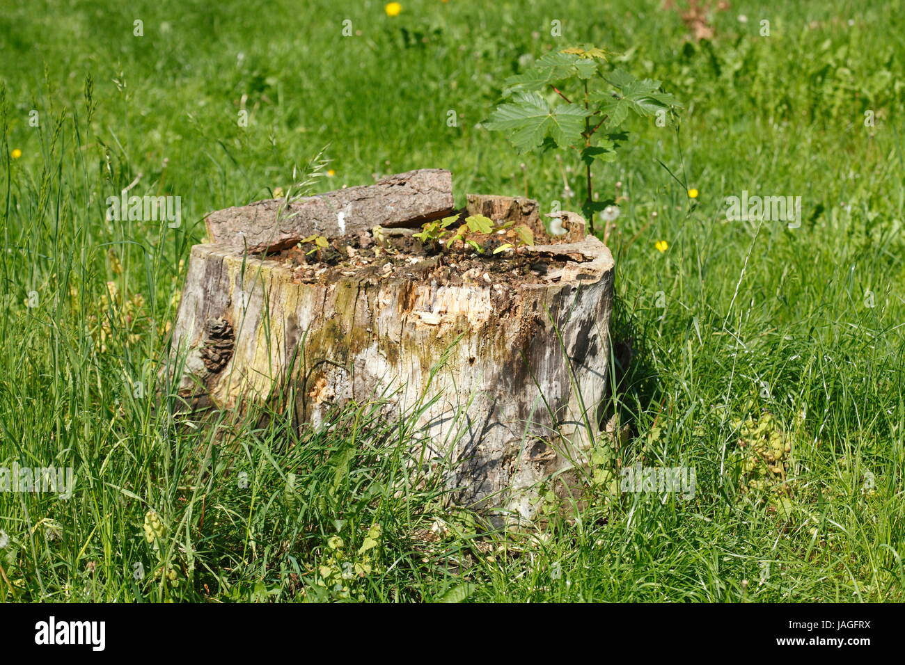 tree stump on a meadow Stock Photo - Alamy