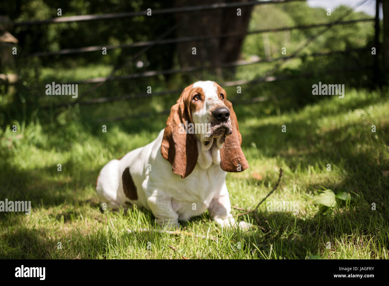 basset in the garden Stock Photo - Alamy