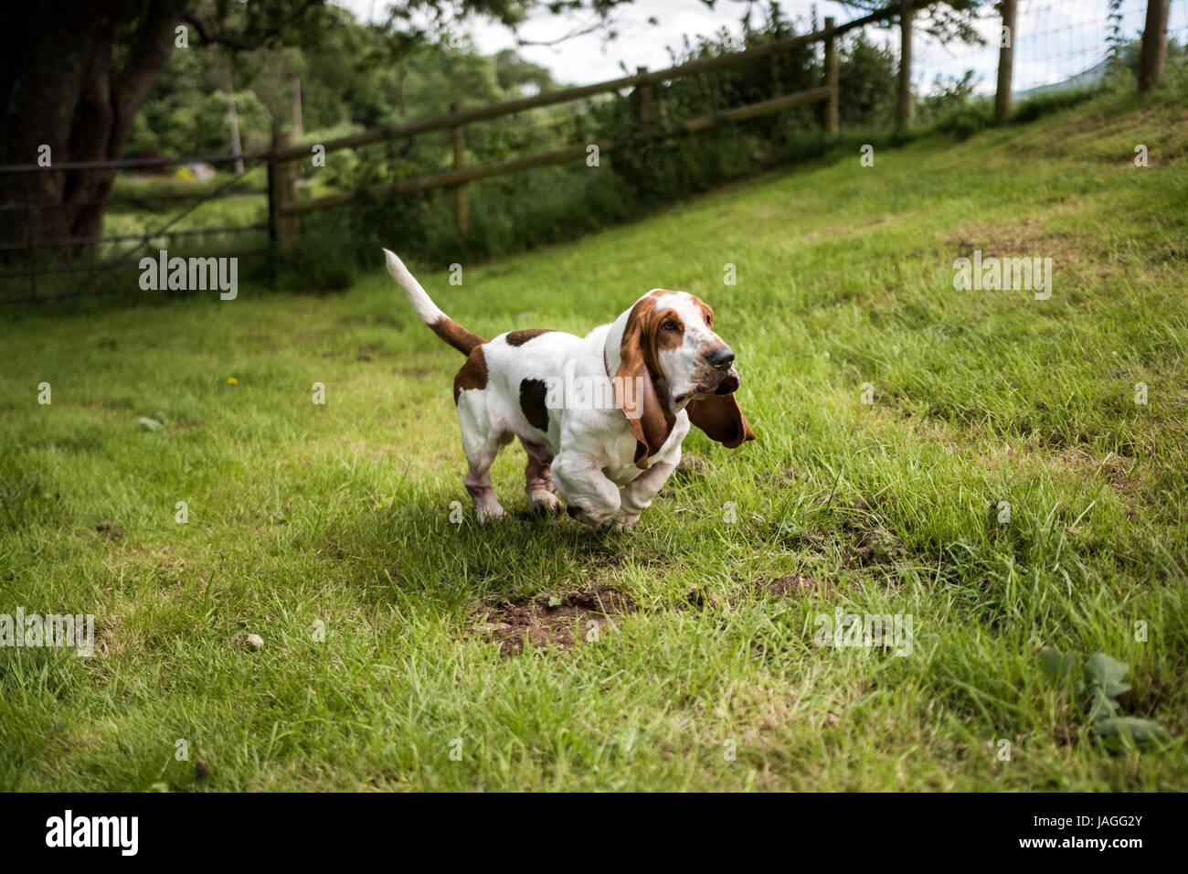 Basset hound family hi-res stock photography and images - Alamy