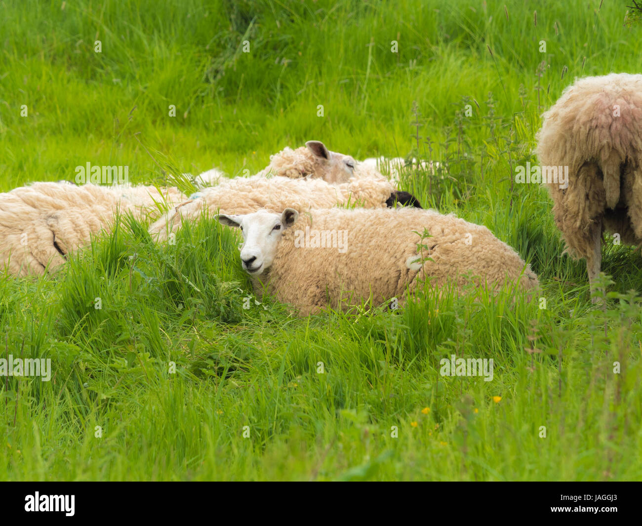Sheep sat in field Stock Photo - Alamy