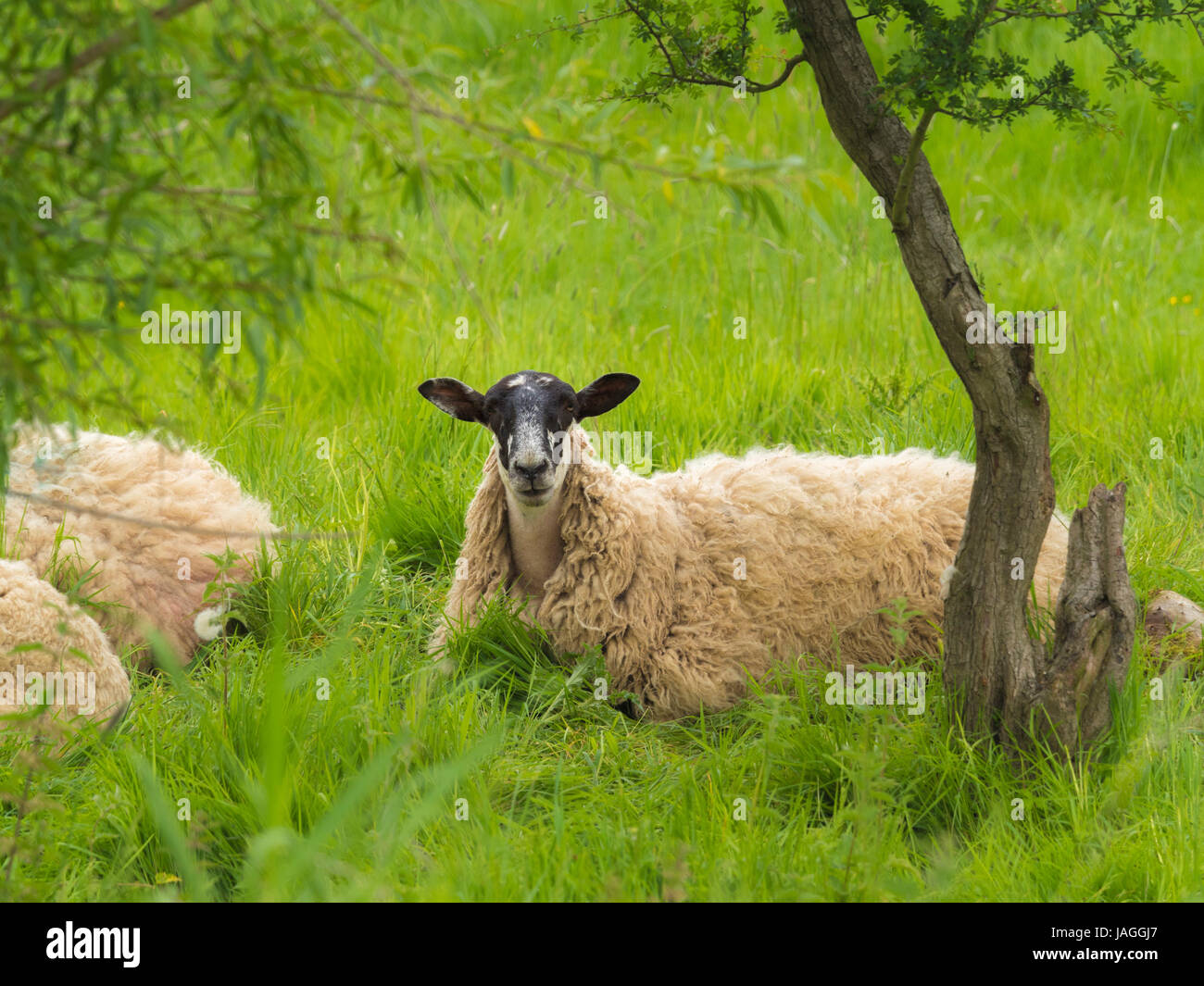 Sheep sat in field Stock Photo - Alamy