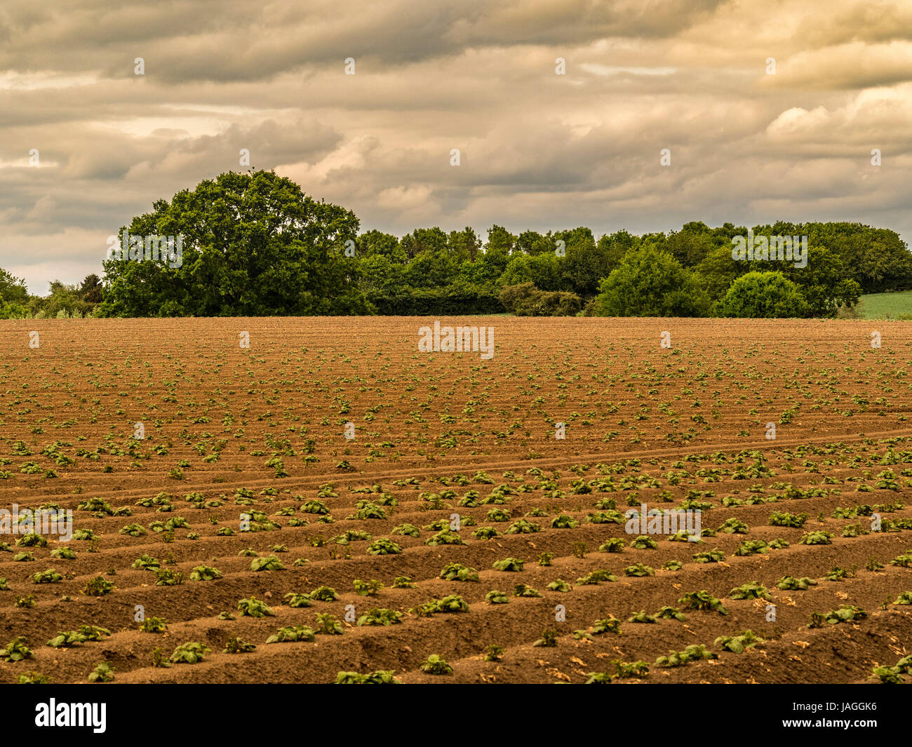 Potato plants hi-res stock photography and images - Alamy