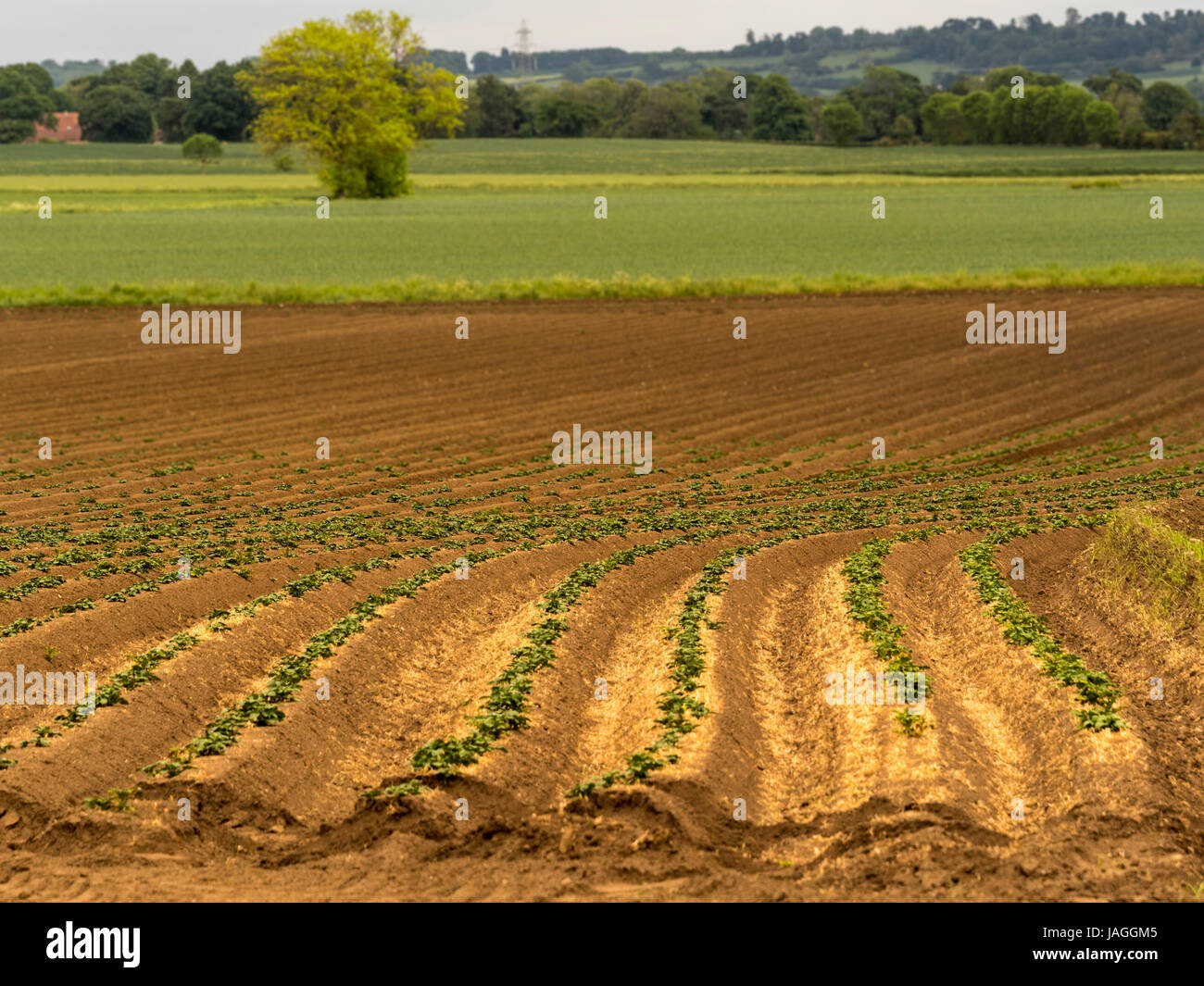 Potato plants hi-res stock photography and images - Alamy