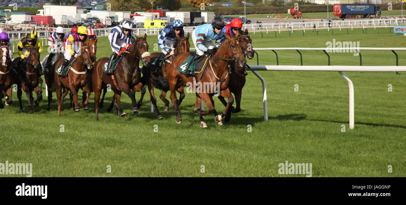 Riders in a race at Cheltenham Stock Photo - Alamy