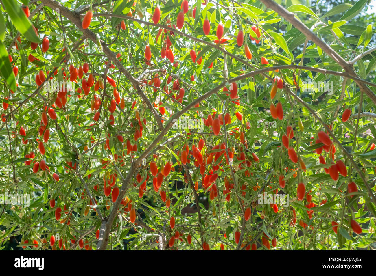 Goji berries tree hi-res stock photography and images - Alamy