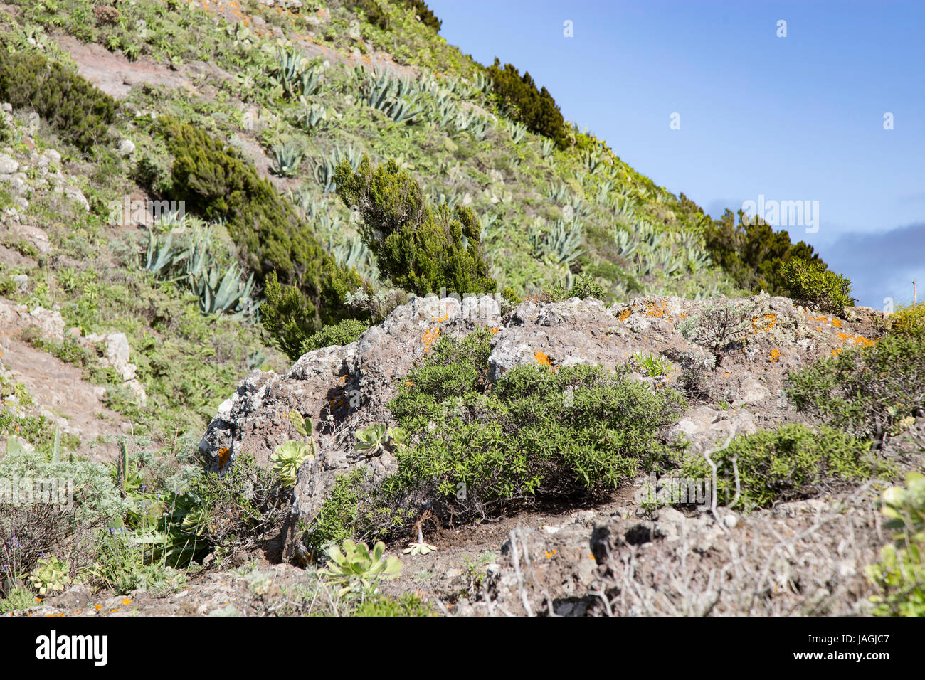 The Anaga Mountains Nature Park, Canary Islands, Rocks, plants, sea and ...