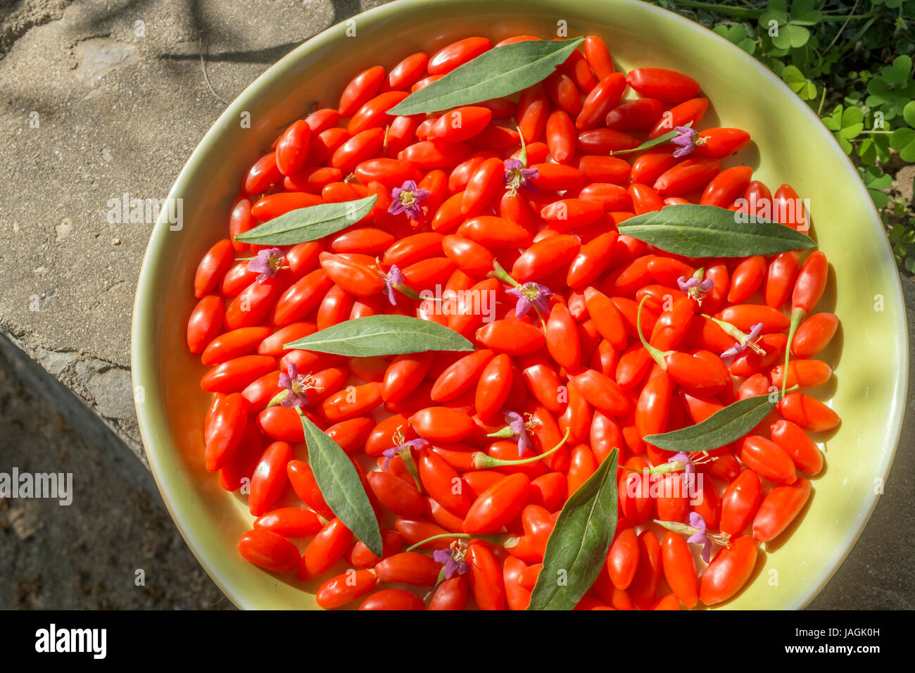 Fresh goji berries with flowers and leaves. China Stock Photo - Alamy